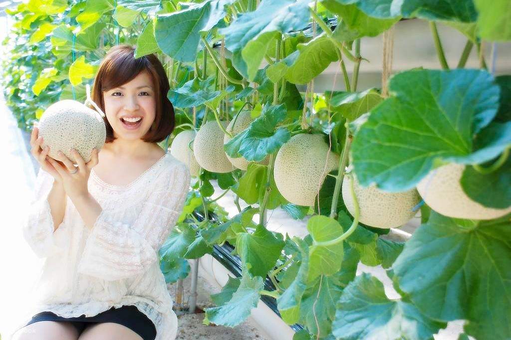 Mount Fuji Yamanashi Fruit Picking & Kawaguchiko Landmark Sightseeing ...
