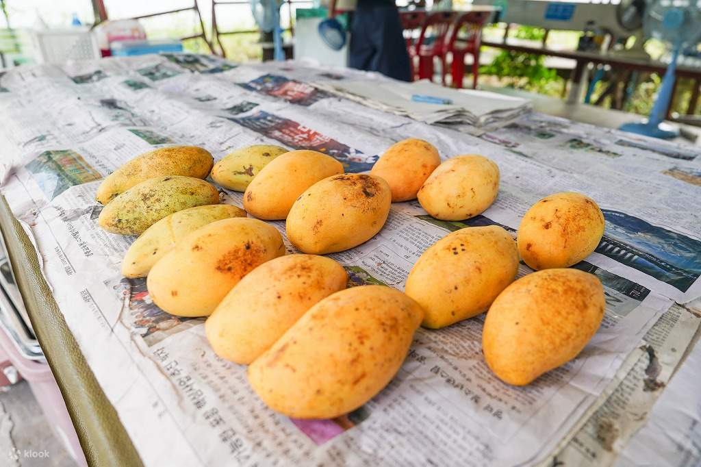 Bangkok Green Oasis Nature Bike Tour - Klook Hong Kong