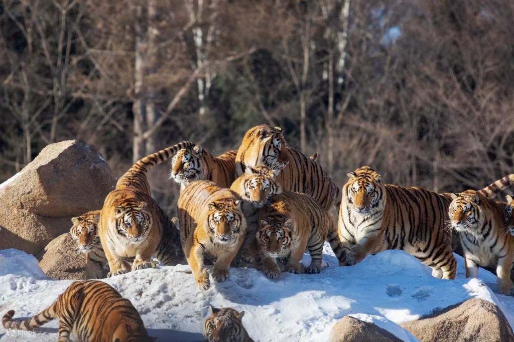 Harbin Siberian Tiger Park, Sun Island Scenic Area, Saint Sophia ...