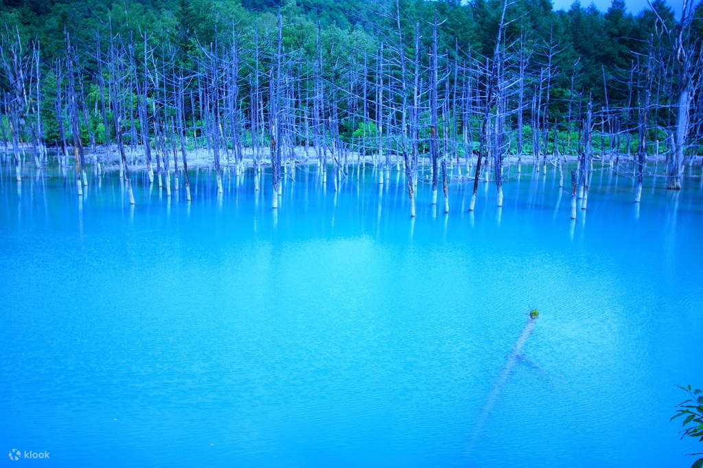 Hokusei-no-oka Observatory Park, Farm Tomita, Blue Pond, Shirahige ...