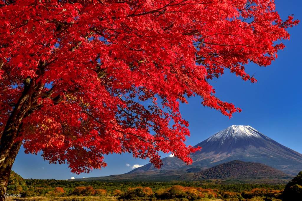 Kawaguchiko and Yamanakako Onsen on a 1-Day Bus Tour from Tokyo - Klook