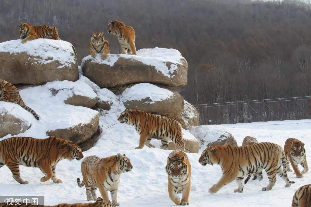 Harbin Siberian Tiger Park, Sun Island Scenic Area, Saint Sophia ...