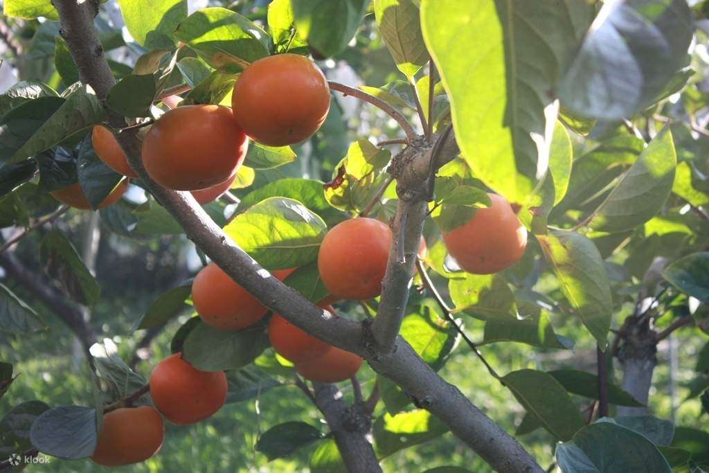 Universeller Gutschein für das Obstpflückerlebnis in Zentraltaiwan - Klook, Vereinigte Staaten