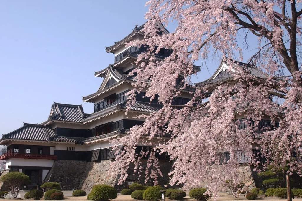 Jigokudani Monkey Park, Zenkoji, & Matsumoto Castle Private Day Tour ...