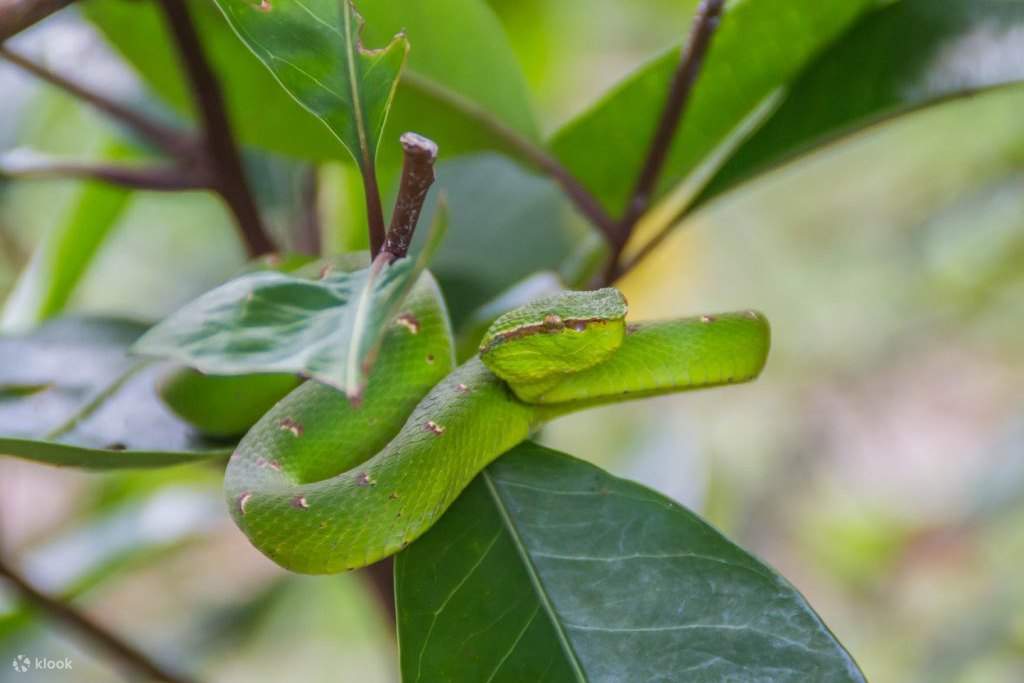2D1N Sarawak Bako National Park Tour with Night Safari Walk - Klook