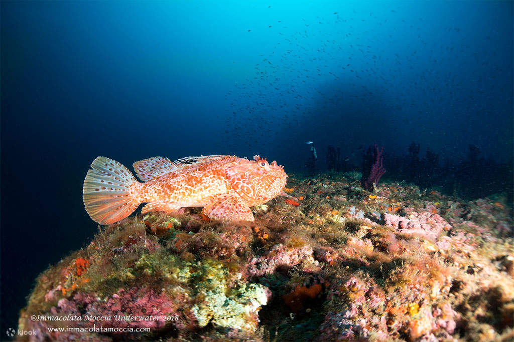 Penyelam Perairan Terbuka SSI dari Torre Annunziata dengan Sirene Boat Diving - Klook Indonesia