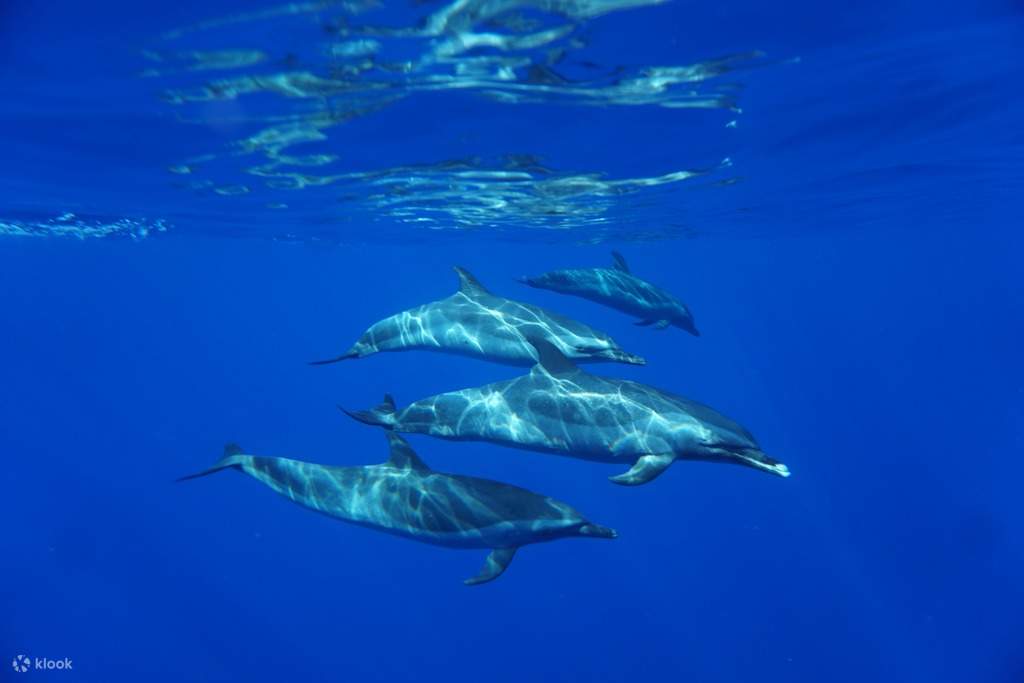 Dolphin Swim and Snorkel With Ocean Activities in Oahu - Klook Australia
