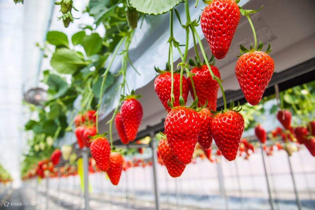 Izu Kawazu Sakura & Strawberries Picking One Day Tour from Tokyo ...