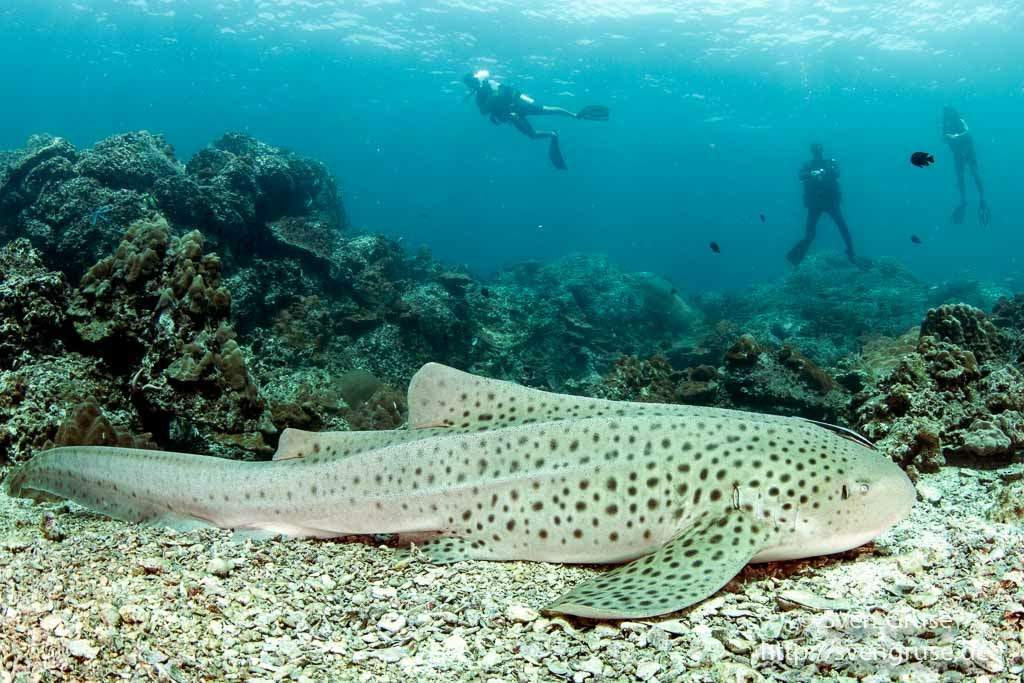 Perjalanan Menyelam Sehari Penuh di Koh Lanta dengan PADI 5 Star IDC ...
