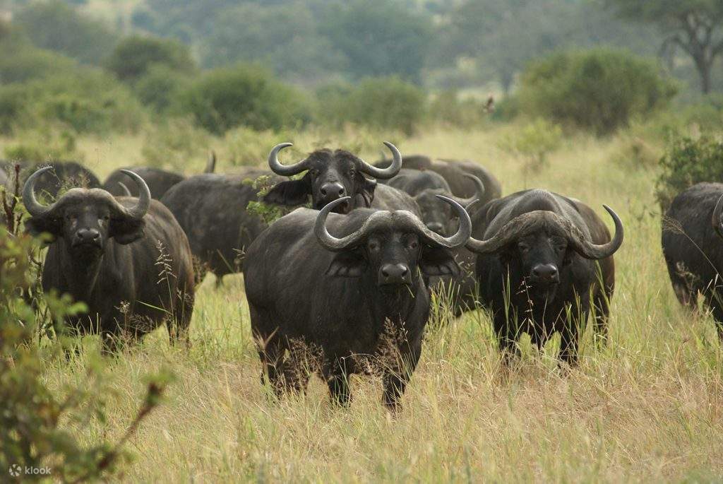 Explore Kenya's Top Parks on a 7-Day Budget Safari – Group Tour - Klook ...