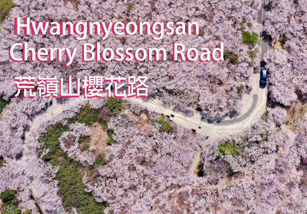 Busan Random Cherry Blossom Tour - Klook India