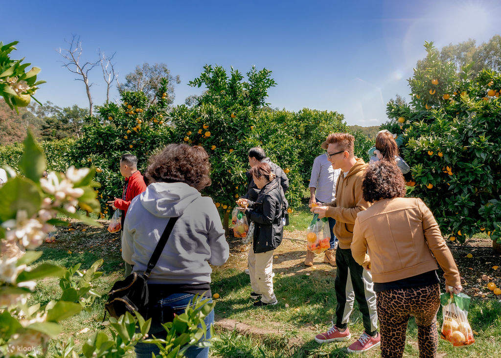 1-Hour Melbourne's Yarra Valley Orchard Tour - Klook