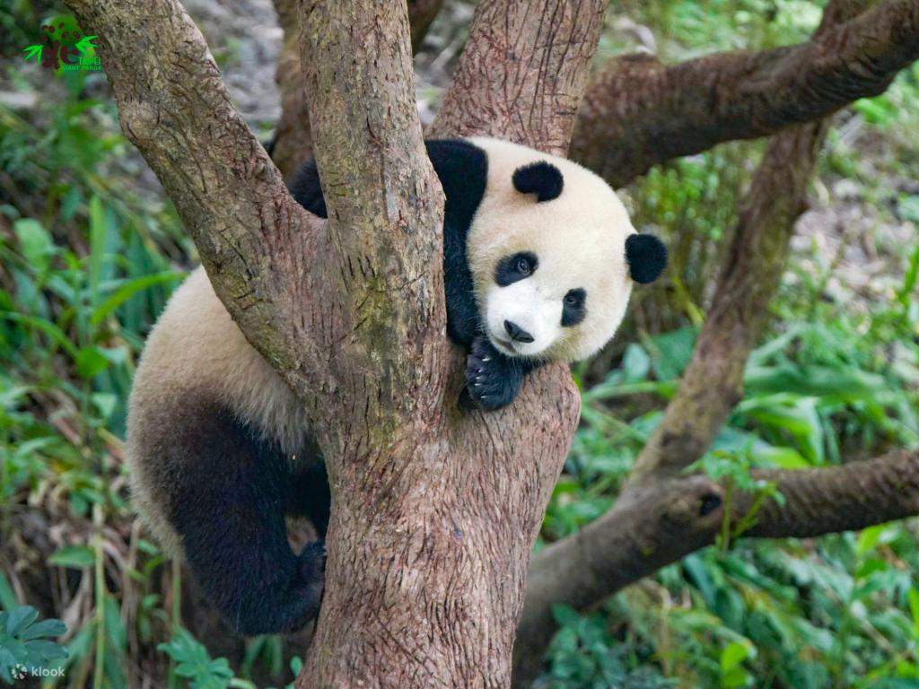 Vé Taipei Zoo (Sở Thú Đài Bắc) - Klook Việt Nam
