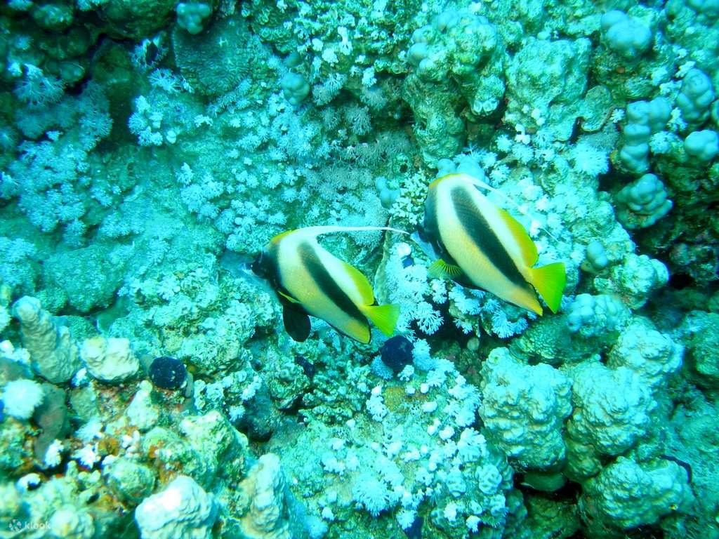 Semi-Submarine Reef Exploration 2-Hour W/Transfers – Sharm El Sheikh ...