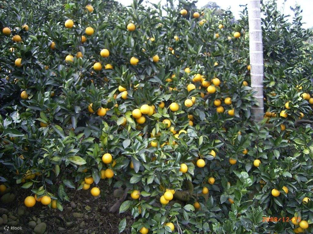 Universeller Gutschein für das Obstpflückerlebnis in Zentraltaiwan - Klook, Vereinigte Staaten