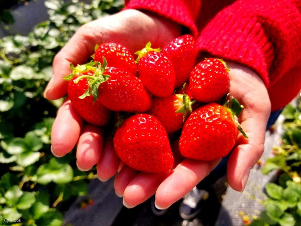 Izu Kawazu Sakura & Strawberries Picking One Day Tour from Tokyo ...