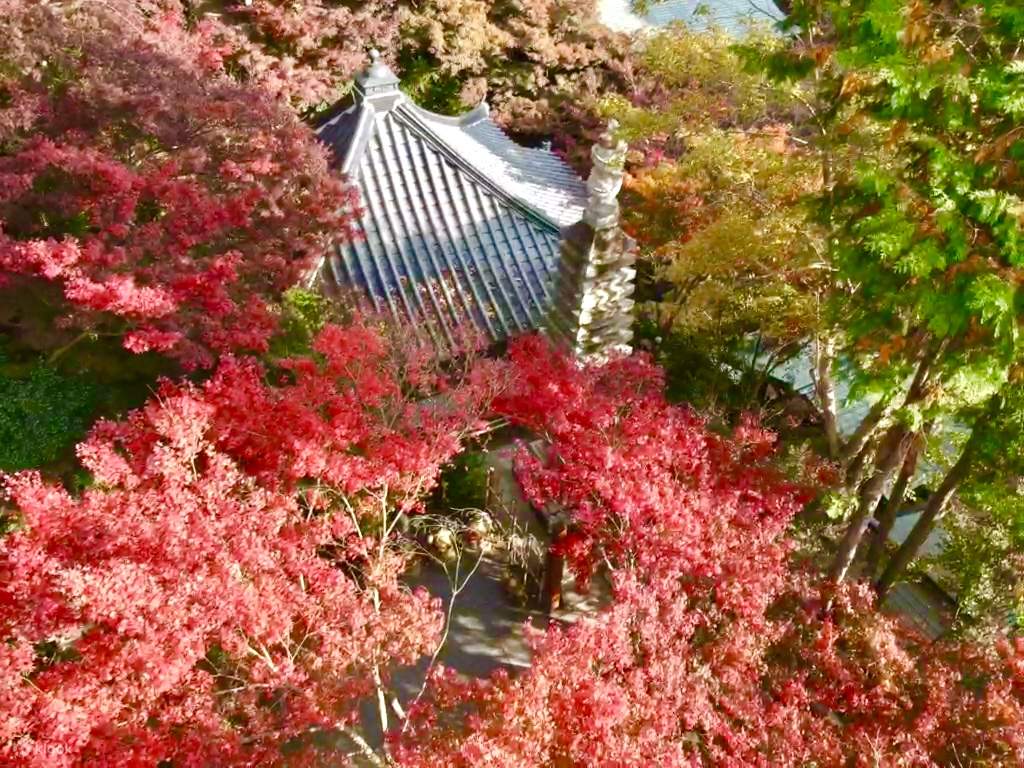 Beppu & Yufuin day trip - Klook