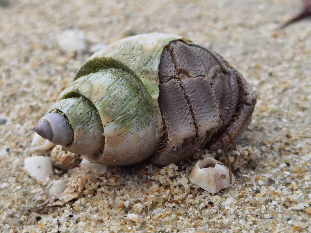 90 Menit Beach and Tide Pool Walk di Desaru Walking Tour - Klook Indonesia