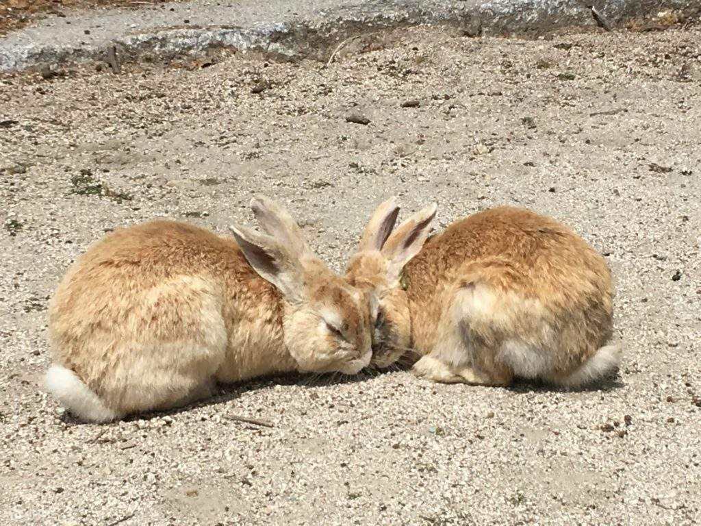 SEA SPICA onboard audio guide included Onomichi 1-day tour plan - Klook