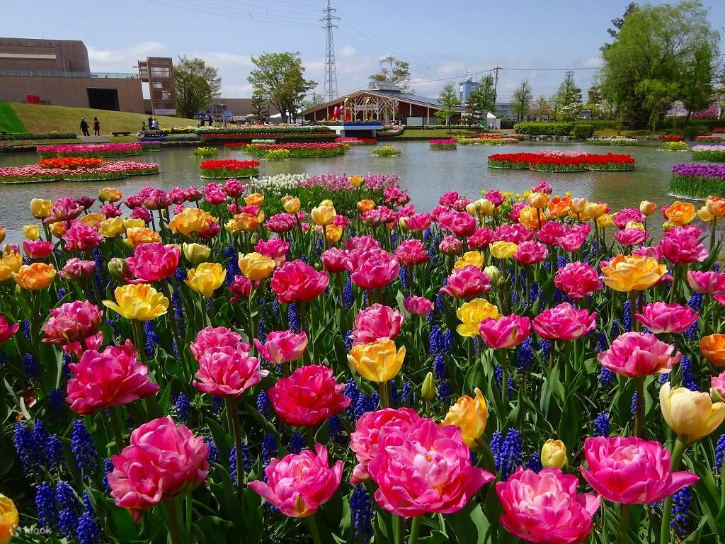 Amaharashi Coast and Tonami Tulip Fair One Day Bus Tour from Nagoya ...