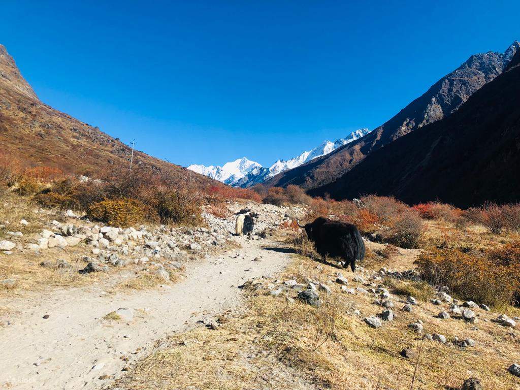 Discover the Majestic Langtang Valley: 7-Day Trek from Kathmandu - Klook