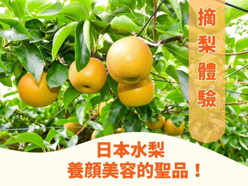 Ibaraki: National Hitachi Seaside Park & Oarai Isomae Shrine & pear ...