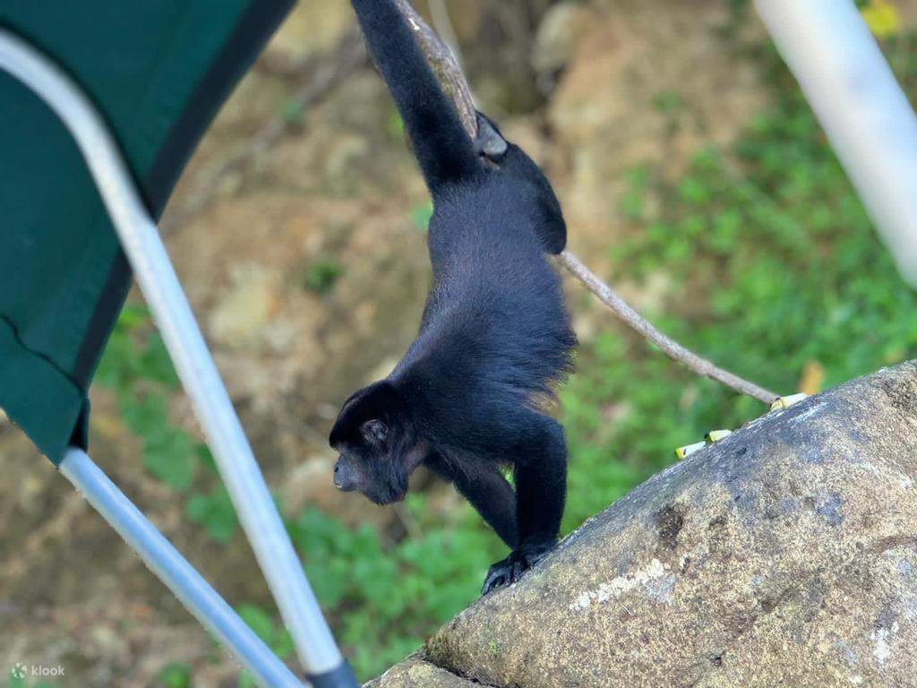 Wildlife Wonders: Monkey Island and Sloth Sanctuary Guided Tour - Klook