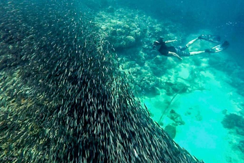 Oslob Whaleshark & Badian Canyoneering Tour in Cebu - Klook