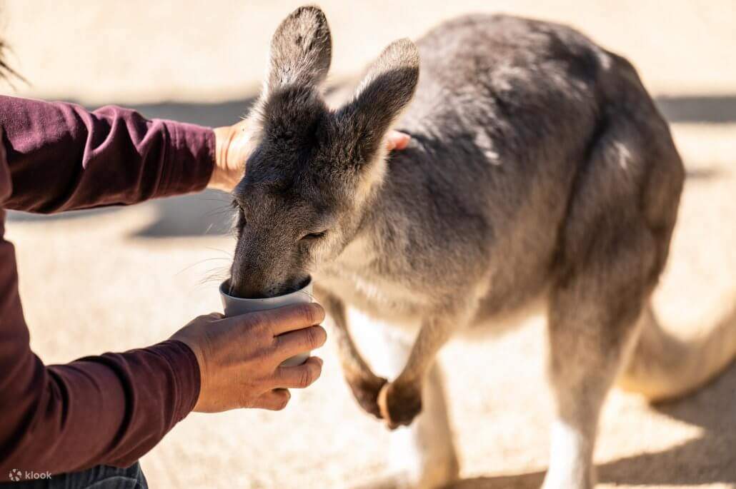Featherdale Wildlife Park Ticket in Sydney - Klook