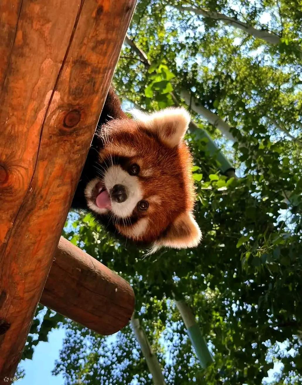 Sichuan Dujiangyan + Sanxingdui / Qingcheng Mountain / Panda Valley ...