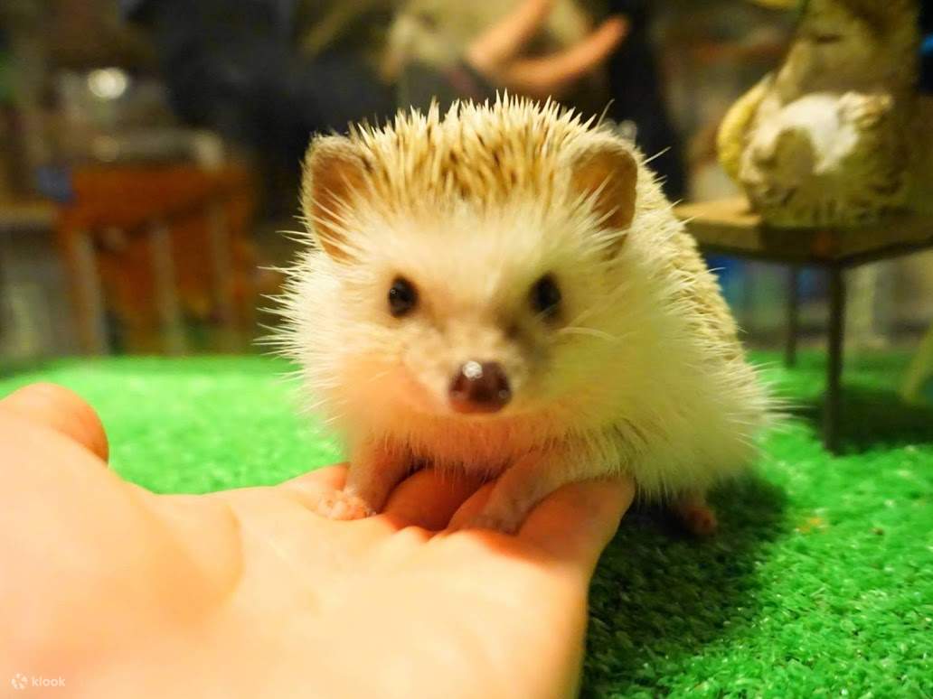 【Harinezumi-ya Potta】Animal Encounter: Hedgehogs, Owls & Monkeys - Klook Singapore
