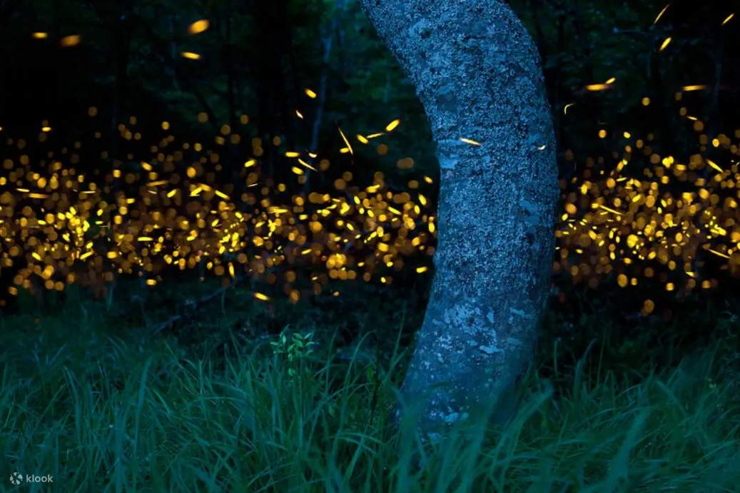 Fireflies Watching Boat Cruise di Kuala Selangor - Klook Indonesia