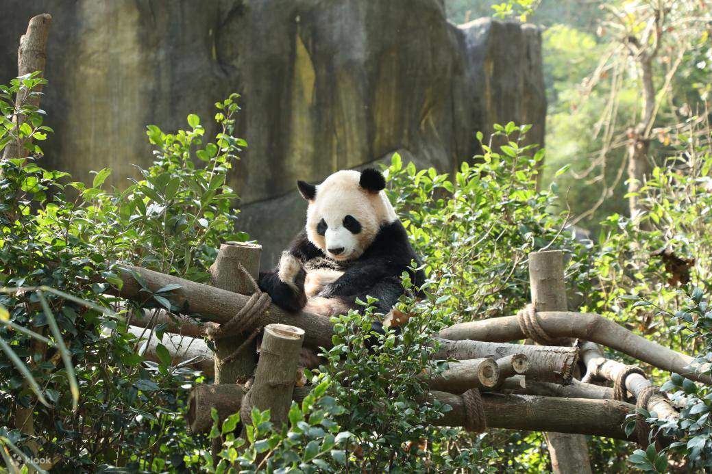 Panda Valley Dujiangyan Private Day Tour from Chengdu - Klook Australia