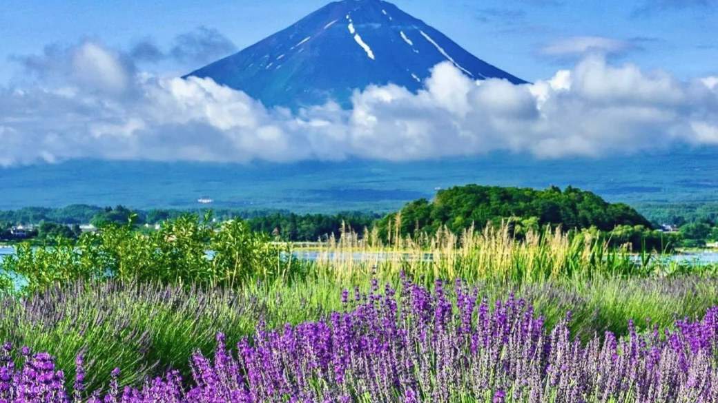 Mount Fuji Arakurayama Park Oshino Hakkai Kawaguchiko Bus Tour from Tokyo - Klook Россия