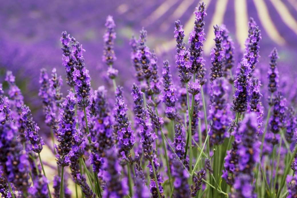Lavender Fields from Aix en Provence Join In Half Day Tour - Klook