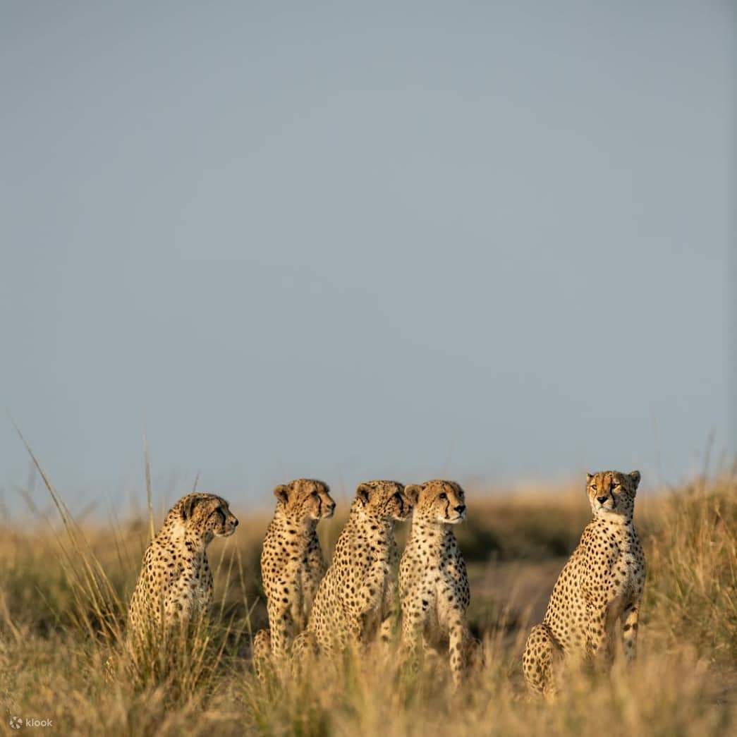 Golf and Safari Adventures in Kenya - Klook Australia