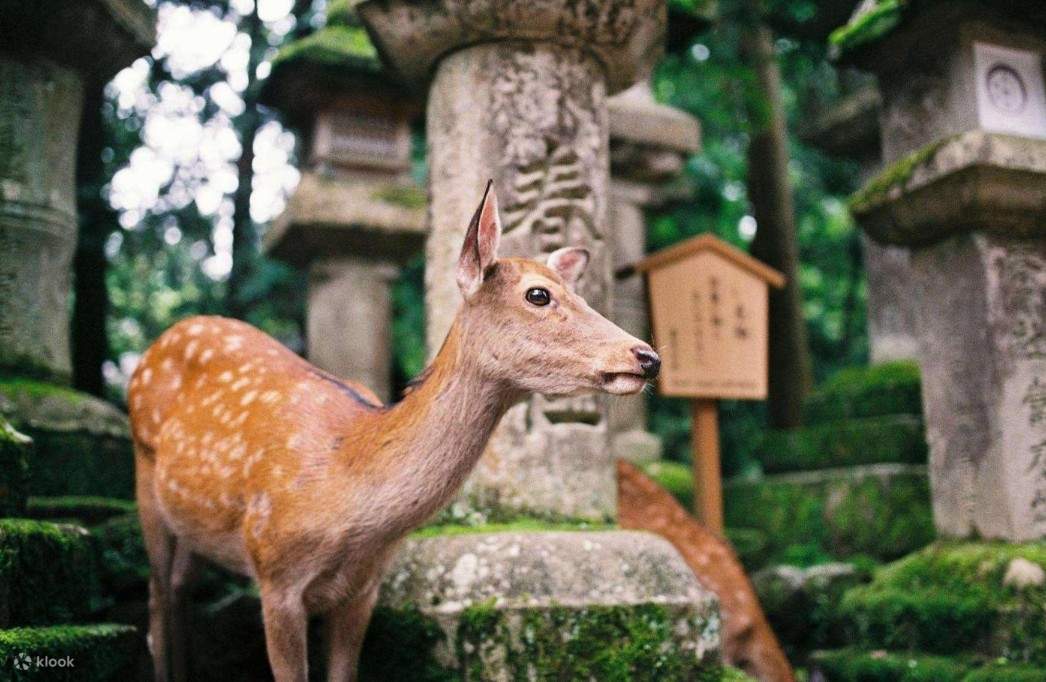 Kyoto Nara Day Trip │ Kiyomizu Temple + Fushimi Inari Taisha Shrine ...