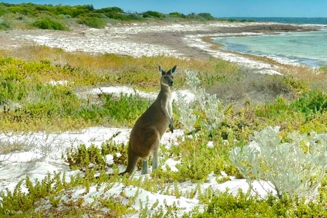 4WD Adventure, Wedge Island & Pinnacles Stargazing in Perth - Klook ...