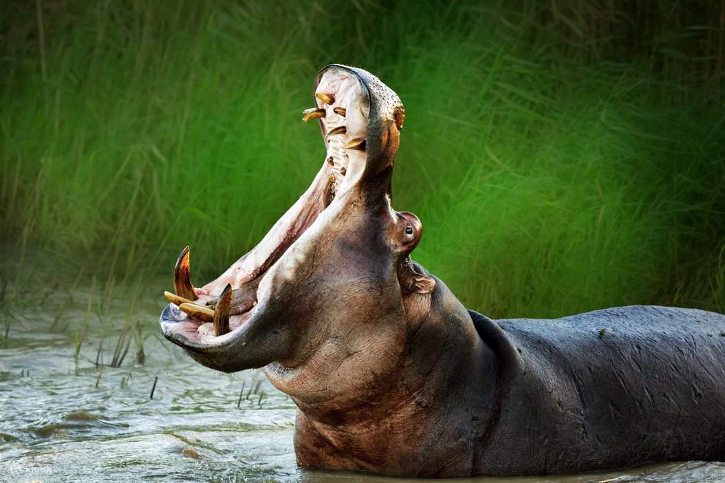 Paya Indah Discovery Wetlands Experience at Gamuda Cove Selangor ...