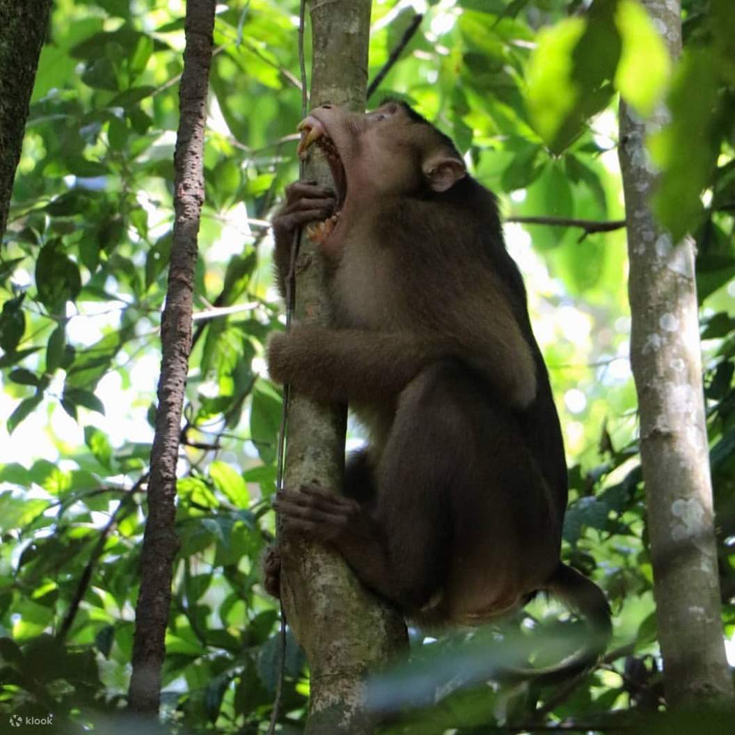 5 Day Bukit Lawang and Mount Sibayak Private Hiking Tour from Medan - Klook
