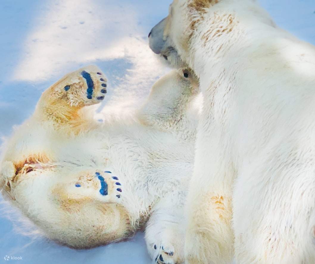 Monbetsu Icebreaker & Asahiyama Zoo & Sounkyo Ice Waterfall Festival 2 ...