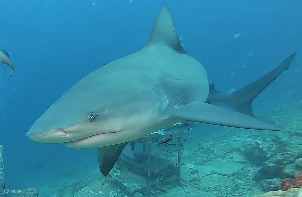 Padi 5스타 다이브 리조트와 함께 암초 해양 보호구역에서 상어를 입양하세요 해양 보존 지원 클룩 Klook 한국