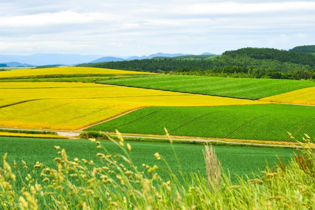 Patchwork Road, Shikisai Hill, Blue Pond, Shirahige Falls, and Farm ...