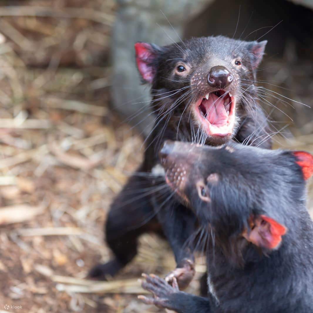 Philip Island Penguin Parade Tours from Melbourne - Klook