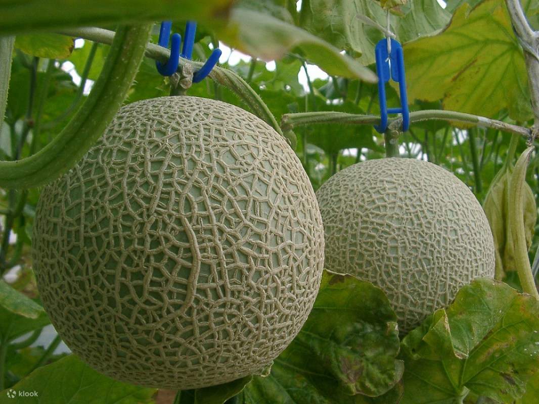 Flowers at Hitachi Seaside Park, Melon Tasting & Shopping 1 Day Bus ...