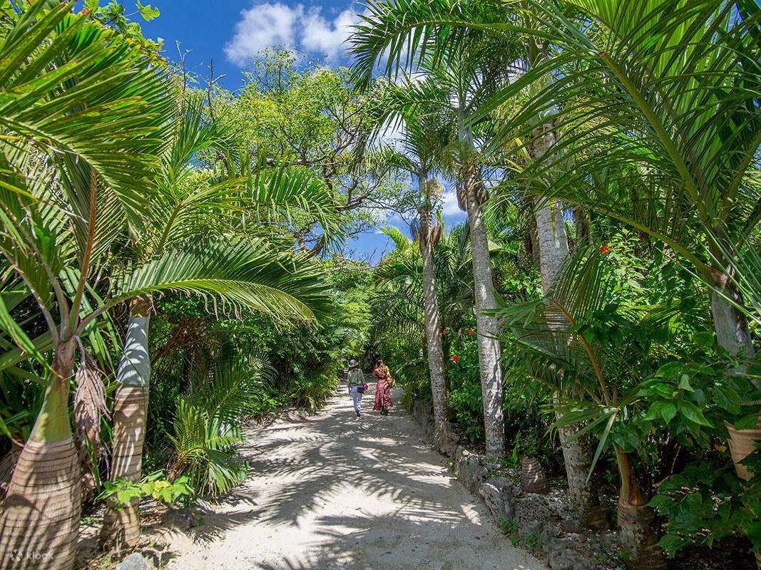 Iriomote Island Yubu Island sightseeing & selectable activity 1 day ...