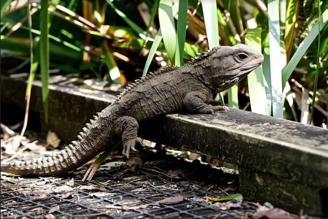 Tautari Wetland Highlights - Klook