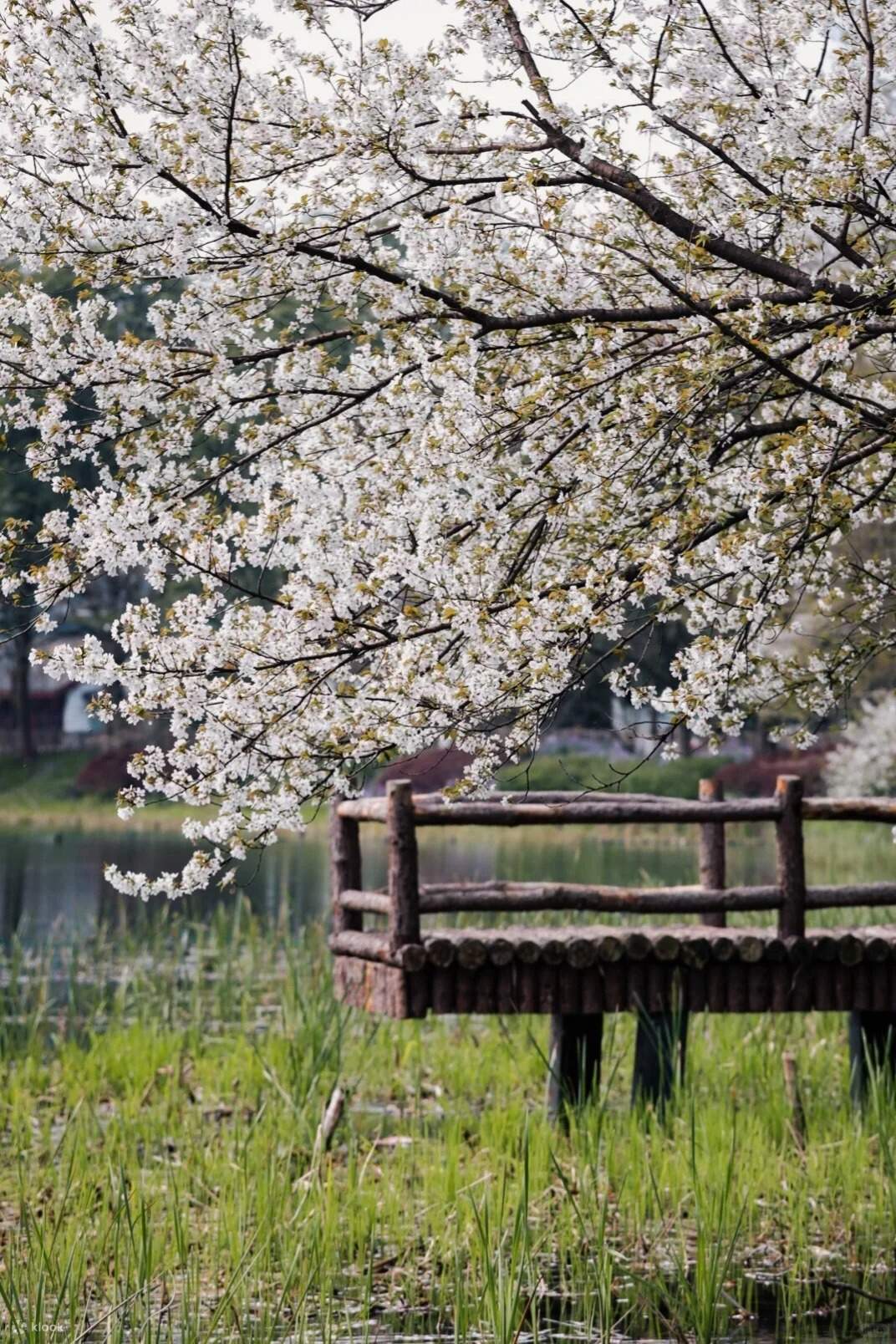 Hangzhou + Xixi National Wetland Park Half Day Tour - Klook Estados Unidos