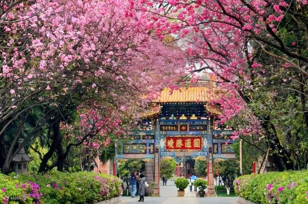 Yunnan 6 days and 5 nights (Enjoy spring + enjoy flowers + enjoy sea of ...