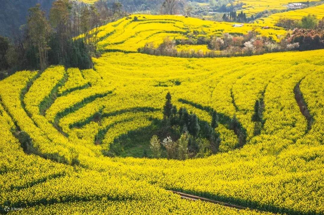 Yunnan 6 days and 5 nights (Enjoy spring + enjoy flowers + enjoy sea of ...